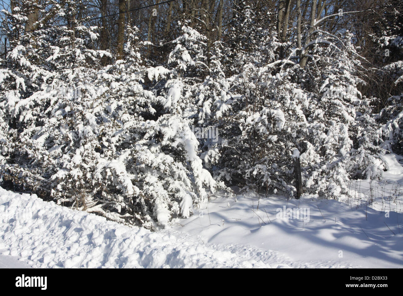 Snow covering fir trees in a small forested area, next to a rural ...