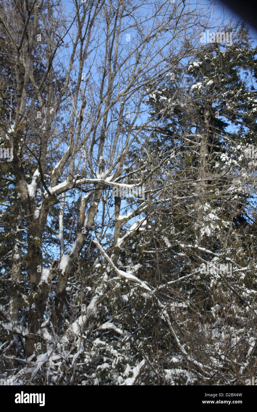 Snow covering fir trees in a small forested area, next to a rural ...