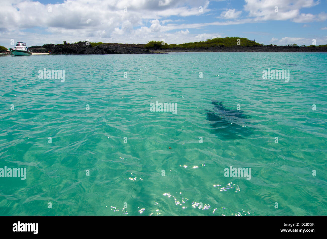 Snorkeling Trip on Isabela Islands, Galapagos Islands, Ecuador Stock ...