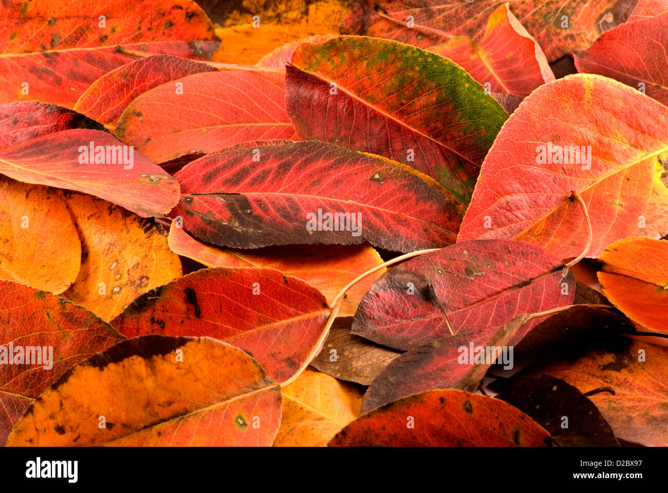 The heap of autumn leaves is photographed close up Stock Photo - Alamy