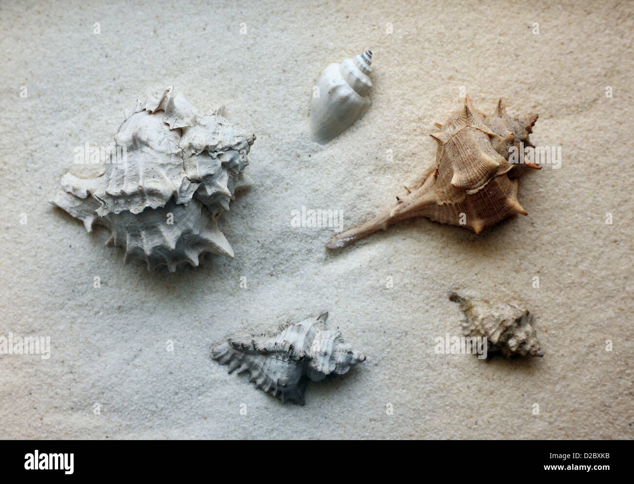 The image of a cockleshell close-up on sand Stock Photo - Alamy