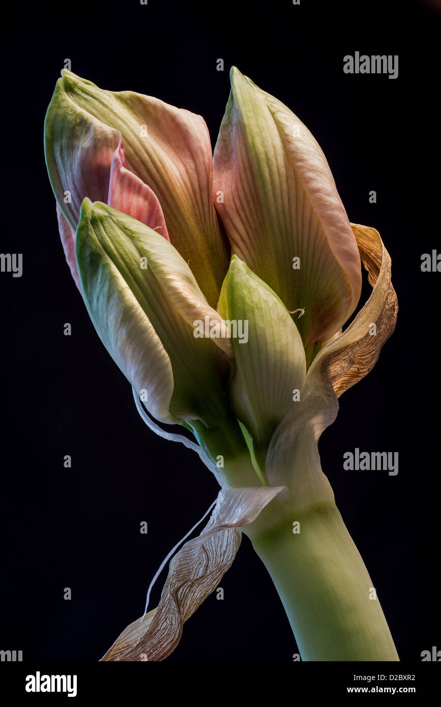 Amaryllis bud hi-res stock photography and images - Alamy