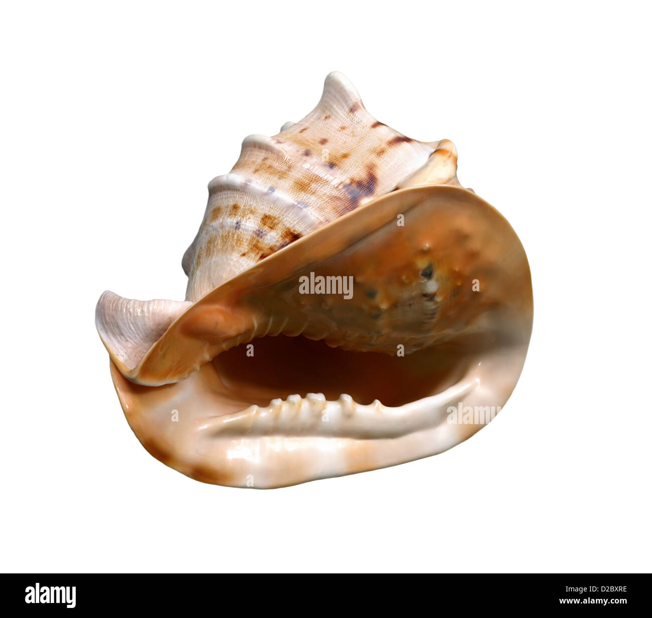 Cockleshells from ocean on an white background Stock Photo - Alamy