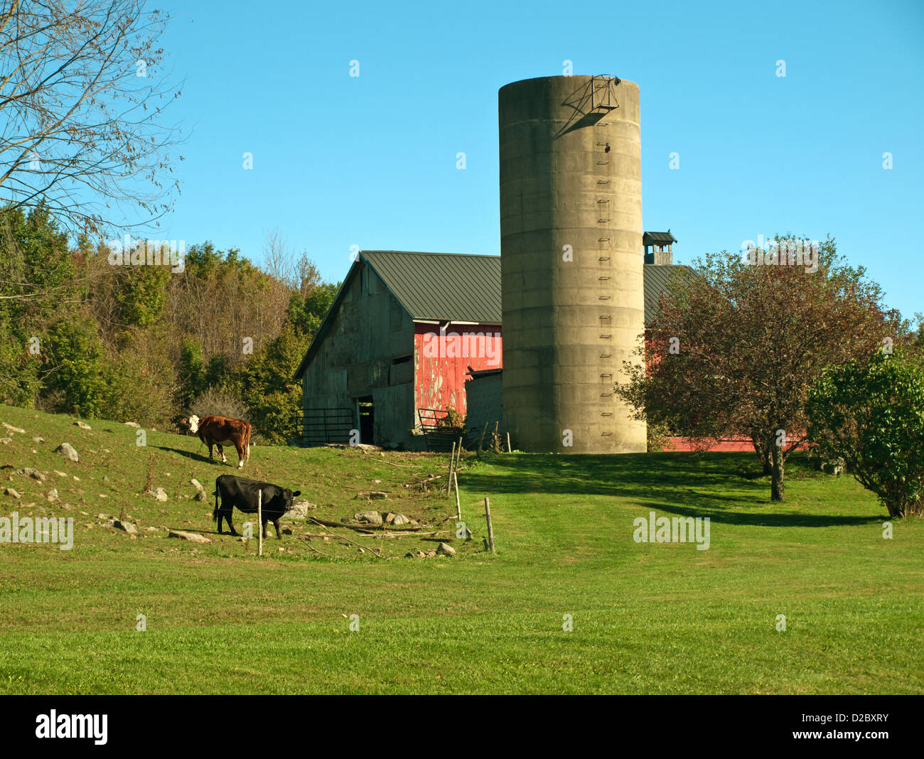cows outside their barn on a beautiful day Stock Photo - Alamy