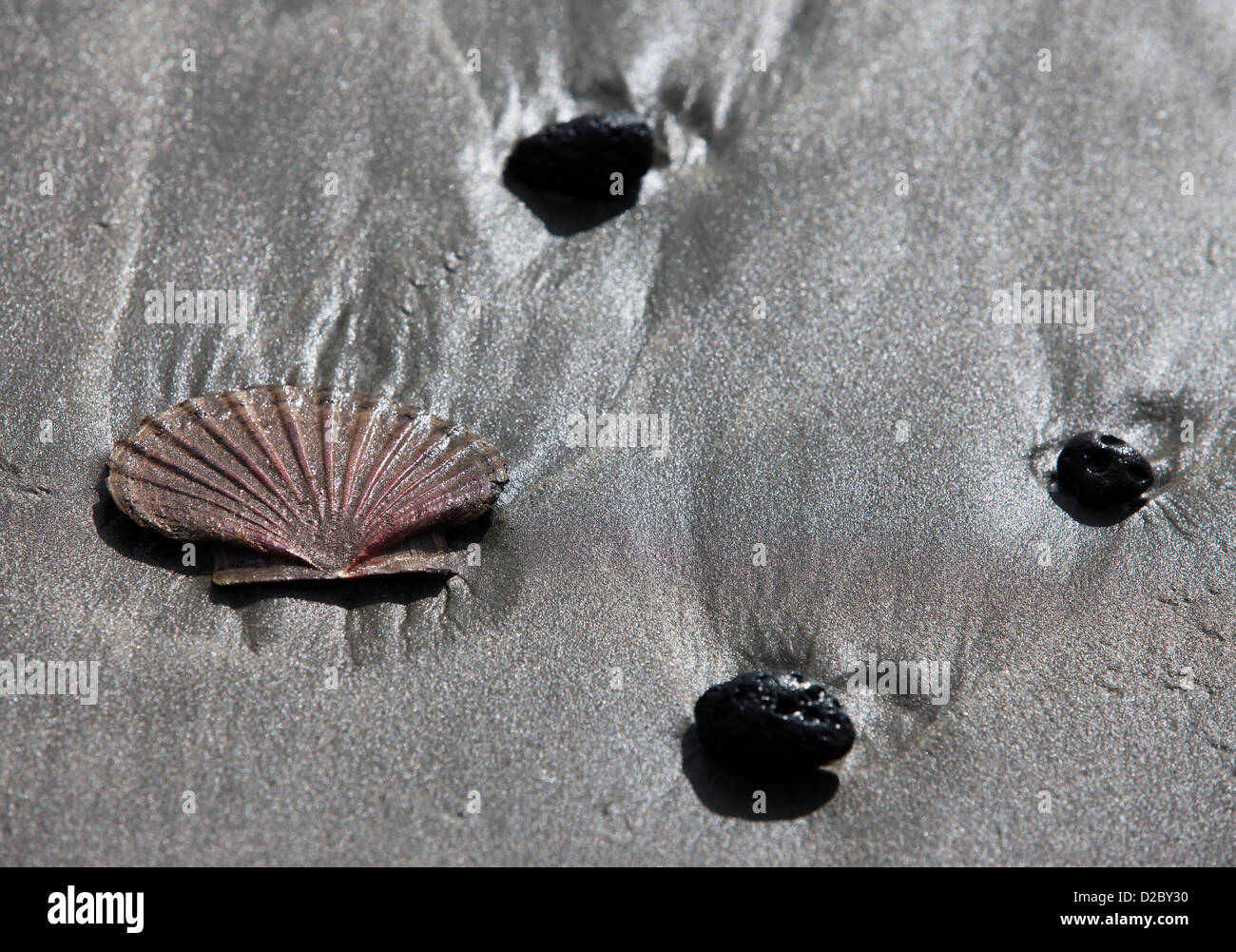 The image of a wet cockleshell close-up on sand Stock Photo - Alamy