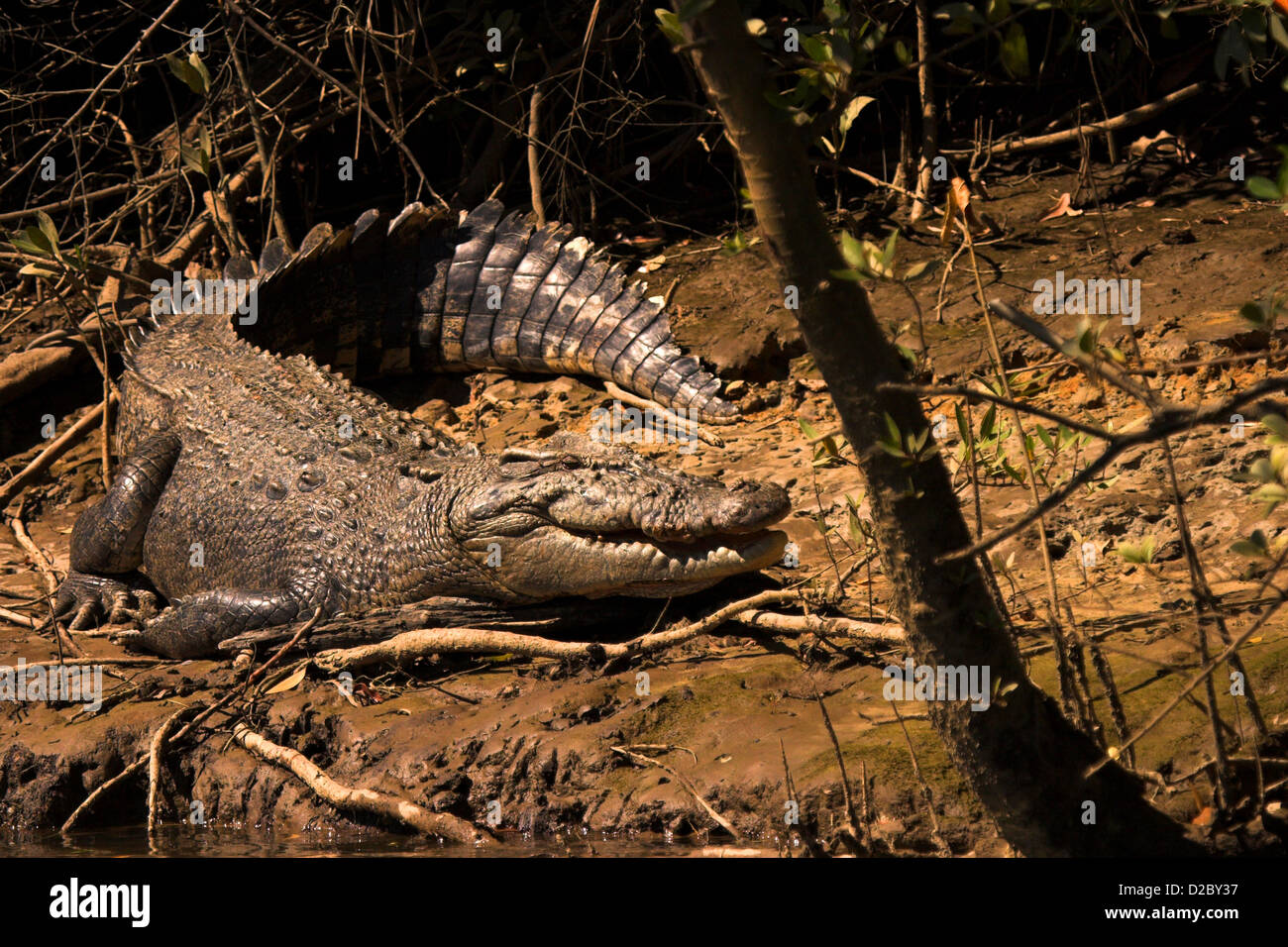 Crocodile (Crocodylidae) Australia Stock Photo - Alamy