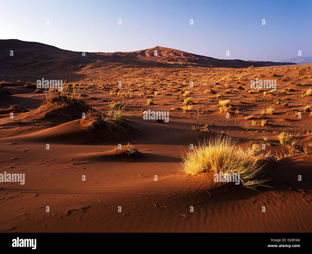 Sparce grasses growing in the Namib desert, Namibia Stock Photo - Alamy