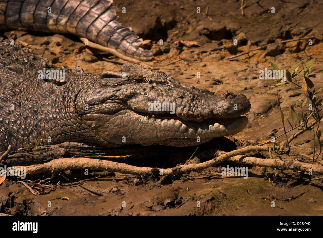 Crocodile (Crocodylidae) Australia Stock Photo - Alamy