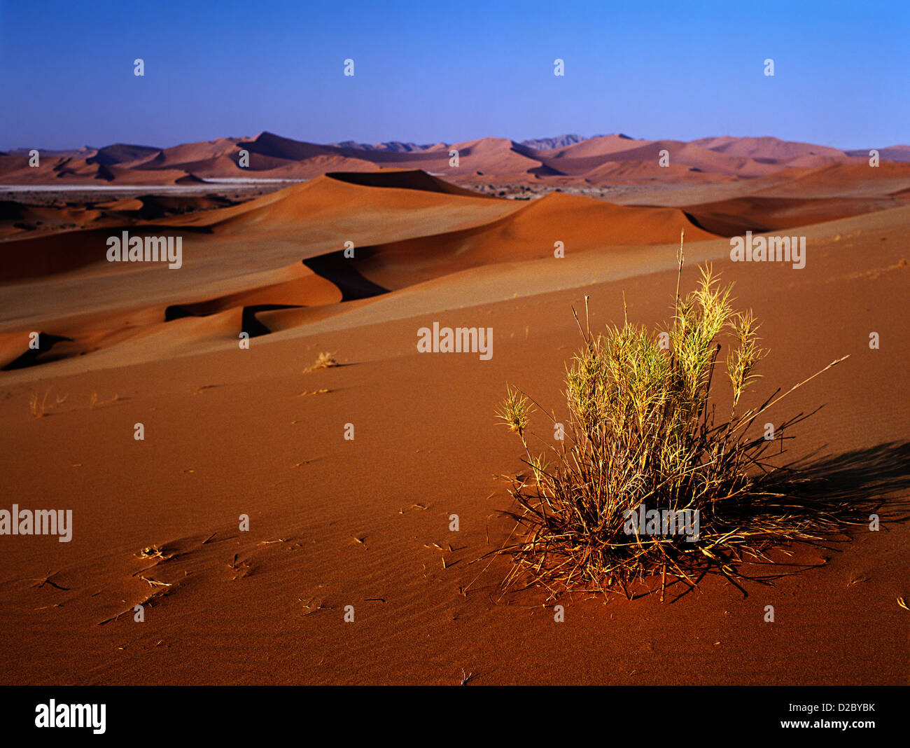 Sparce plant growth in the Namib desert, Namibia Stock Photo - Alamy