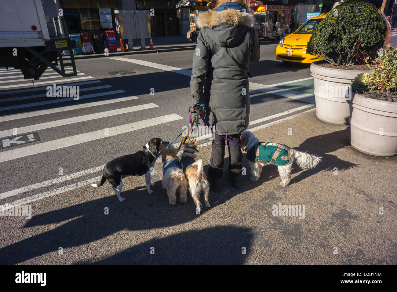 Service dog traffic light hi-res stock photography and images - Alamy