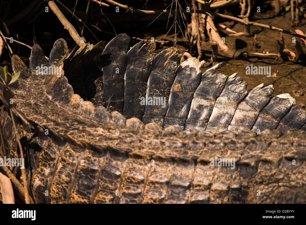 Crocodile (Crocodylidae) Australia Stock Photo - Alamy