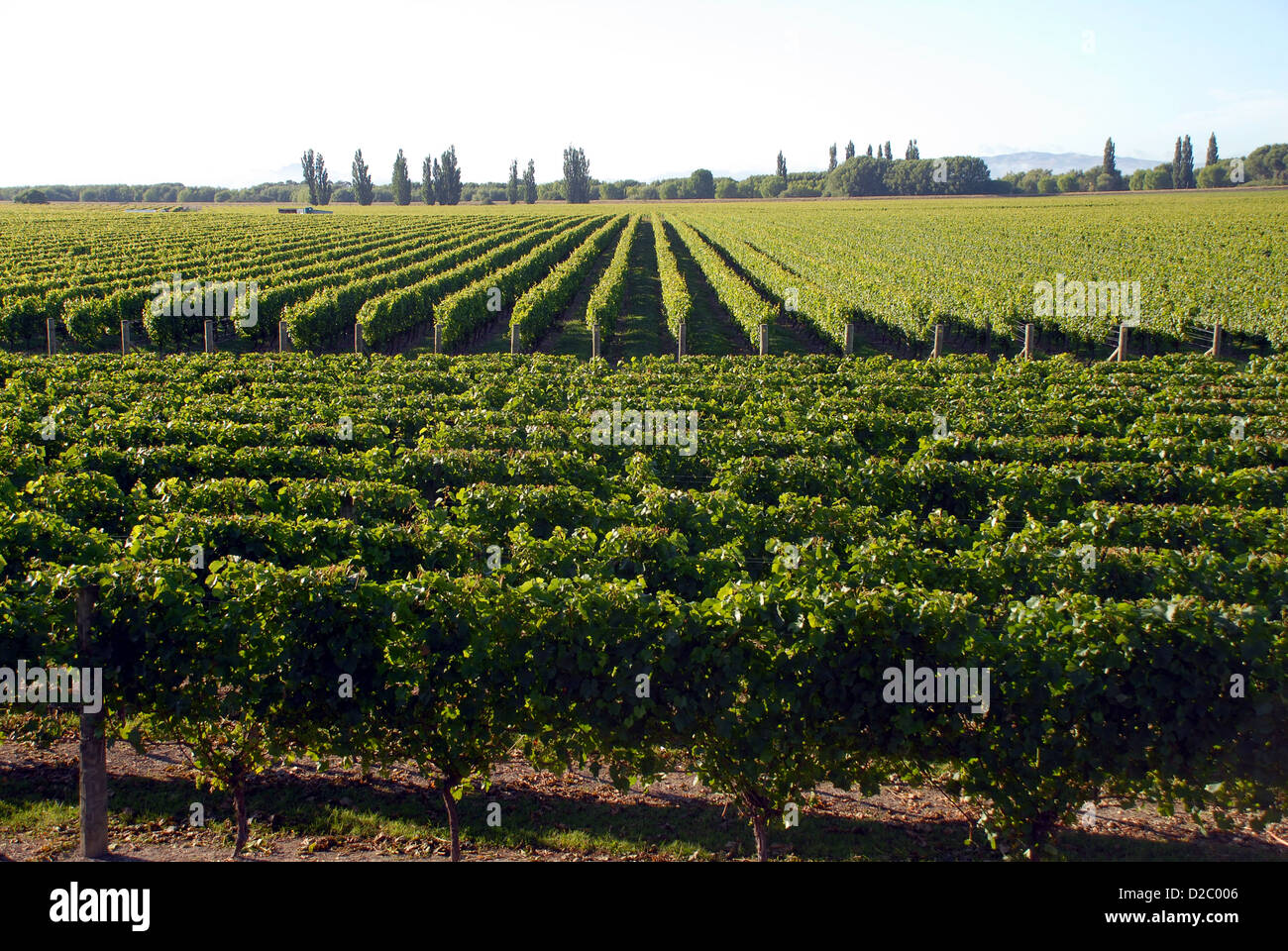 Vineyard pattern hi-res stock photography and images - Alamy