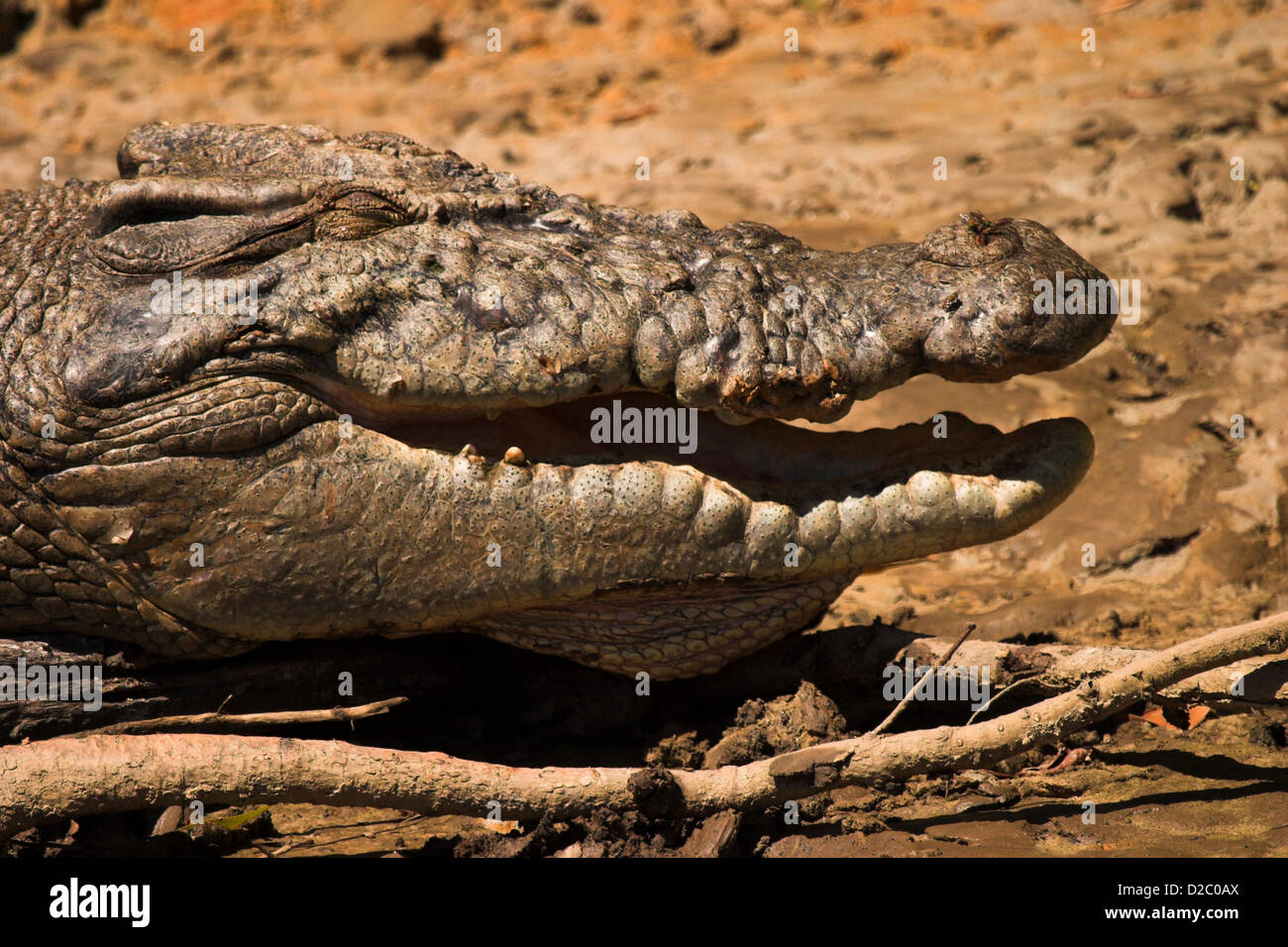 Crocodile (Crocodylidae) Australia Stock Photo - Alamy