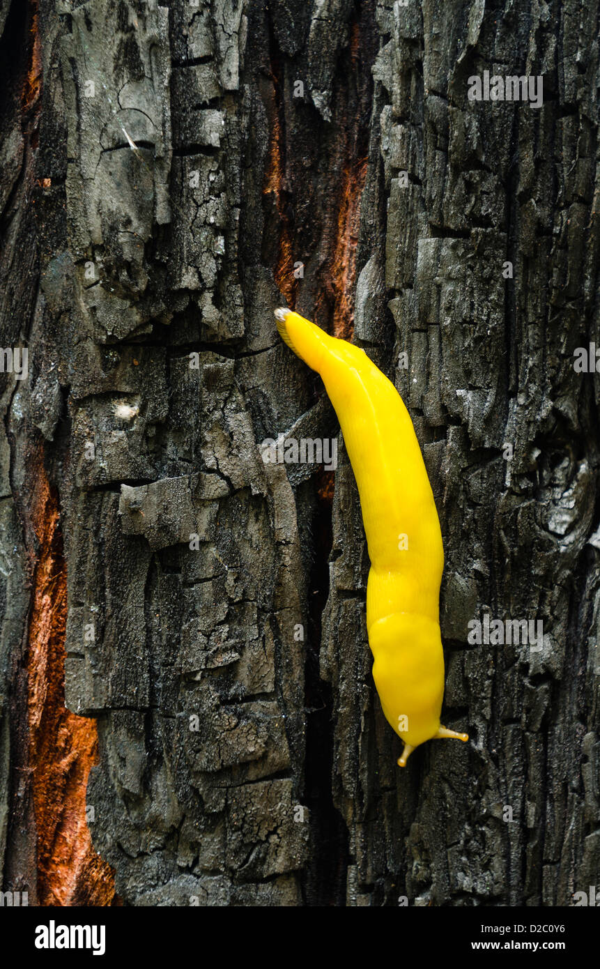 Banana slug, Limekiln State Park, Big Sur, California USA Stock Photo ...