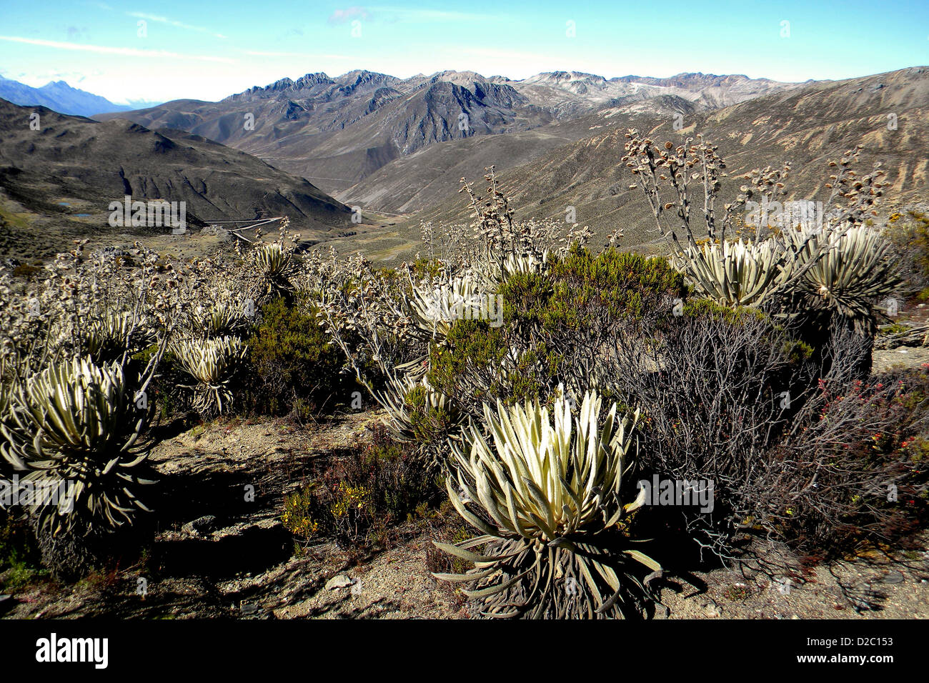 Venezuela, Merida, Andes eagles Stock Photo - Alamy