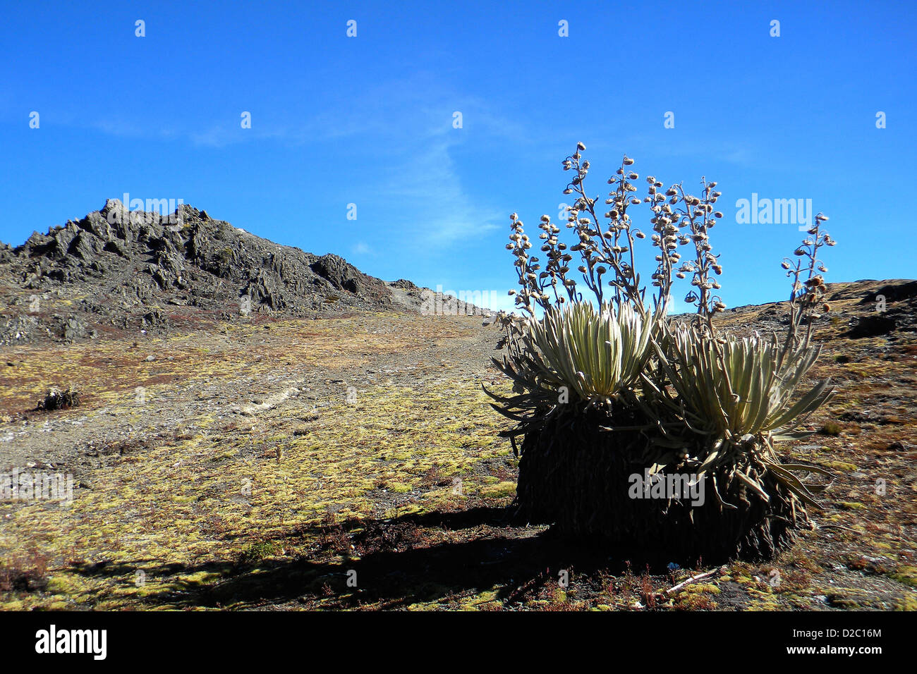 Eagles of south america hi-res stock photography and images - Alamy