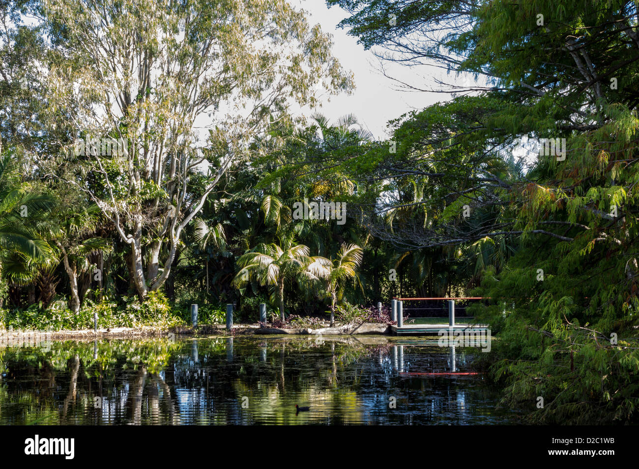 Peaceful pond in rainforest setting Stock Photo - Alamy