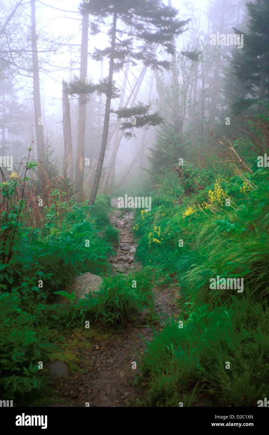 North Carolina. Great Smoky Mountains National Park, Forney Ridge Trail ...