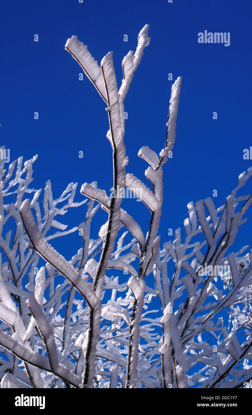 Snow And Ice-Coated Branches Stock Photo - Alamy