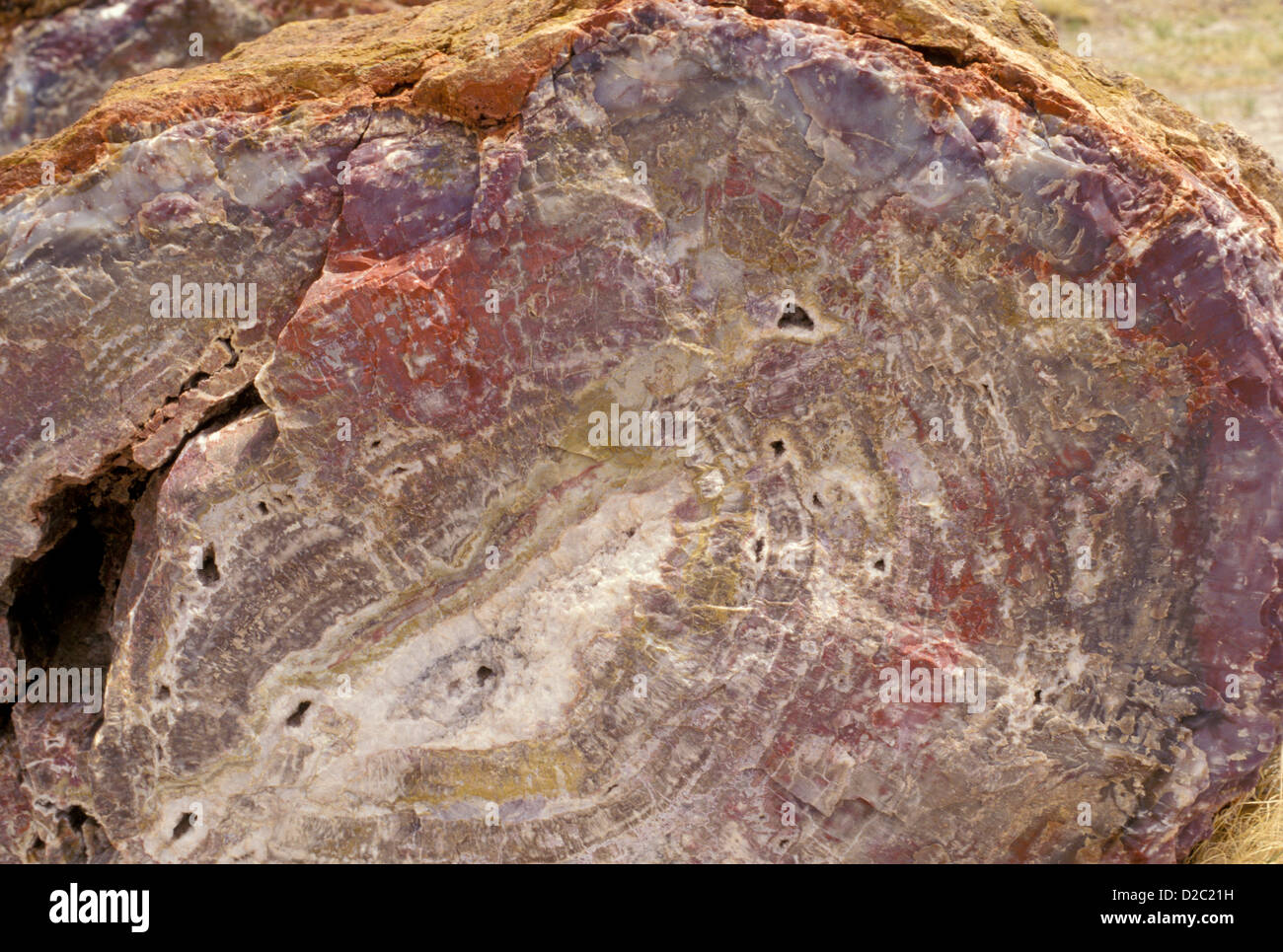Arizona. Petrified Forest National Park. The Crystal Forest. Close-Up ...
