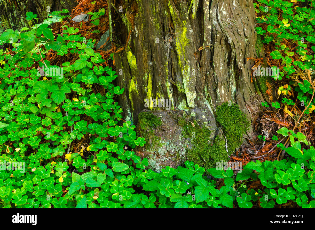 Sorrel and redwood, Lime Kiln State Park, Big Sur, California USA Stock ...