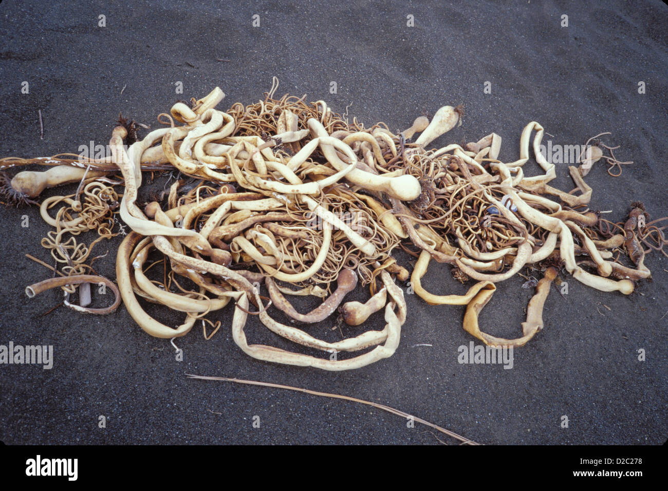 California, Manchester State Beach. Kelp Stock Photo - Alamy