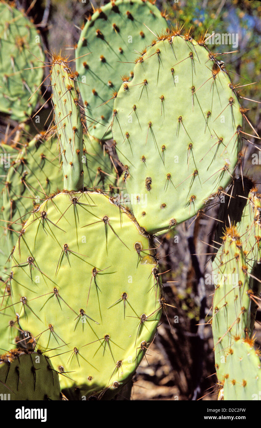 Arizona. Organ Pipe Cactus National Monument. Prickly Pear Cactus ...