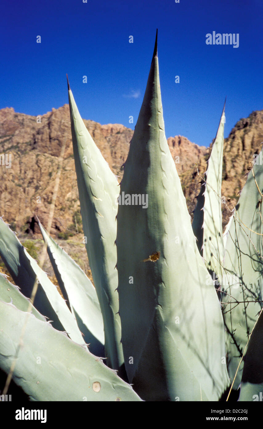 Agave big bend texas hi-res stock photography and images - Alamy