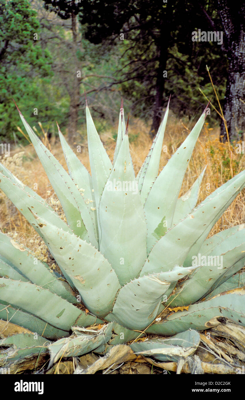 Agave big bend texas hi-res stock photography and images - Alamy