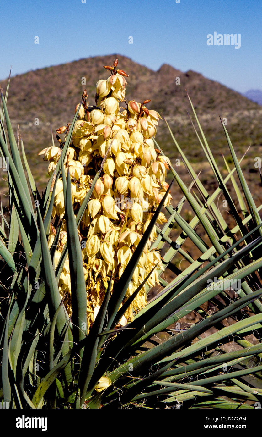 Texas. Big Bend National Park. Blooming Torrey Yucca Along Ross Maxwell ...