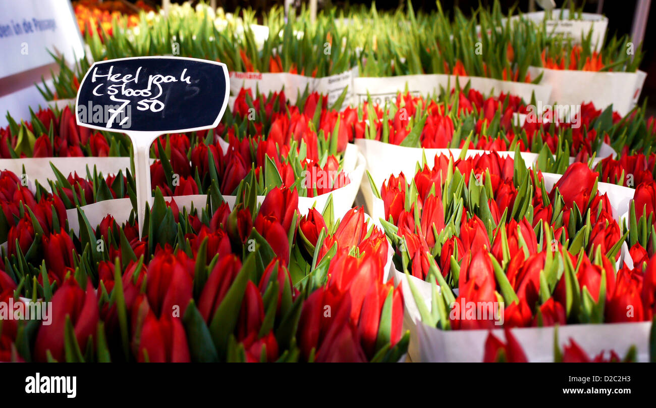 Holland tulip hi-res stock photography and images - Alamy