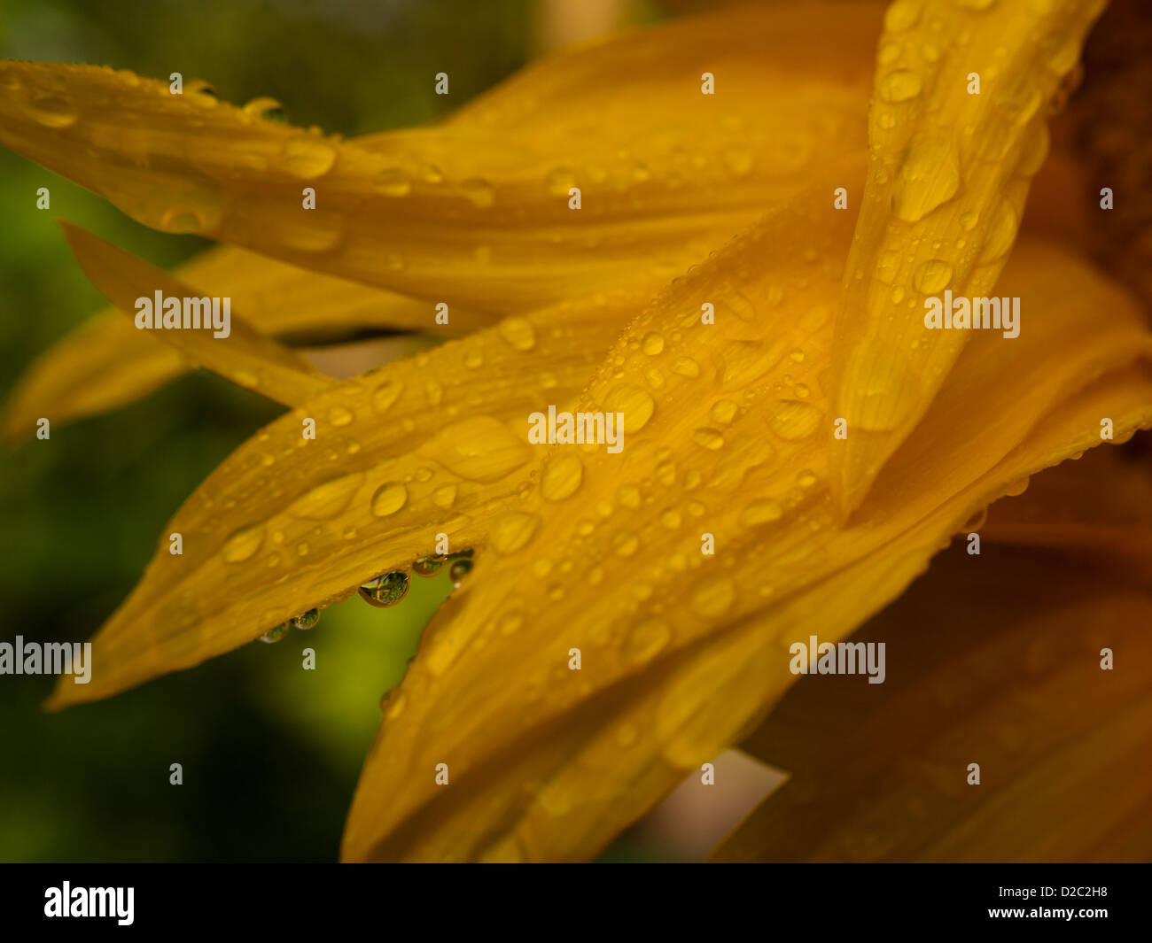 Close-up photograph of early morning dew on petals of a sunflower Stock ...