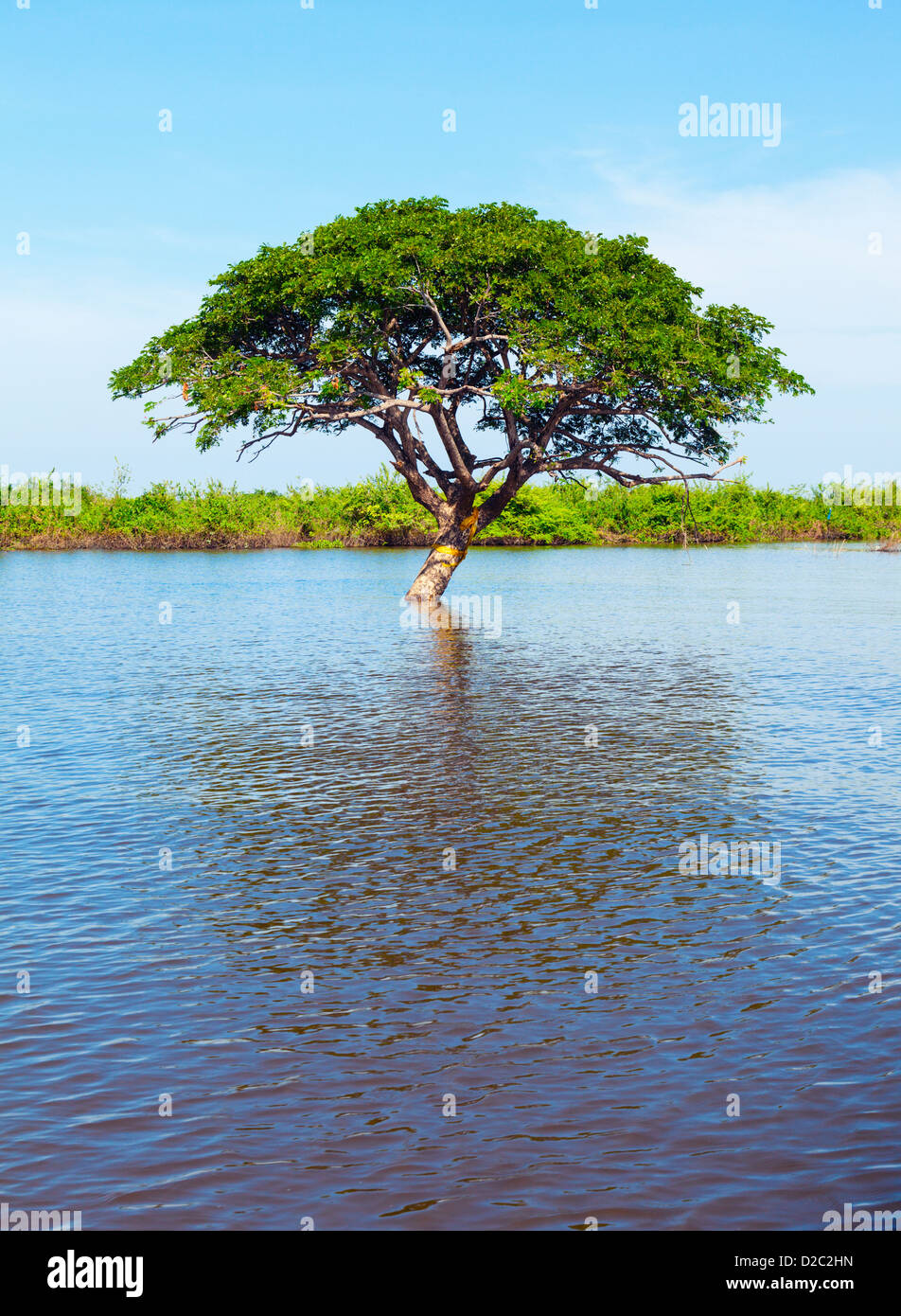 Tree in the lake Stock Photo - Alamy