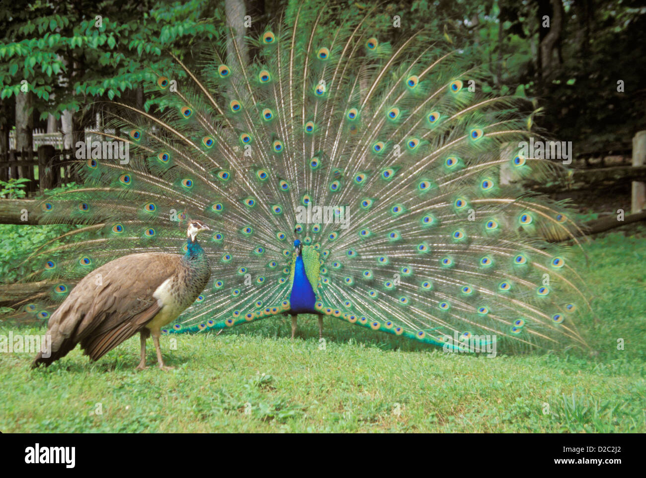 Peahen bird hi-res stock photography and images - Alamy