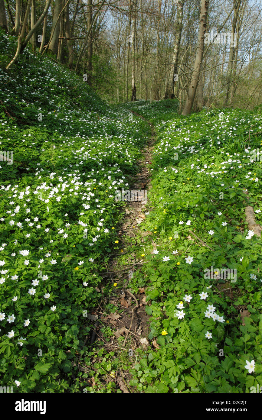 A footpath leads through wood anemones (Anemone nemorosa) and a few ...