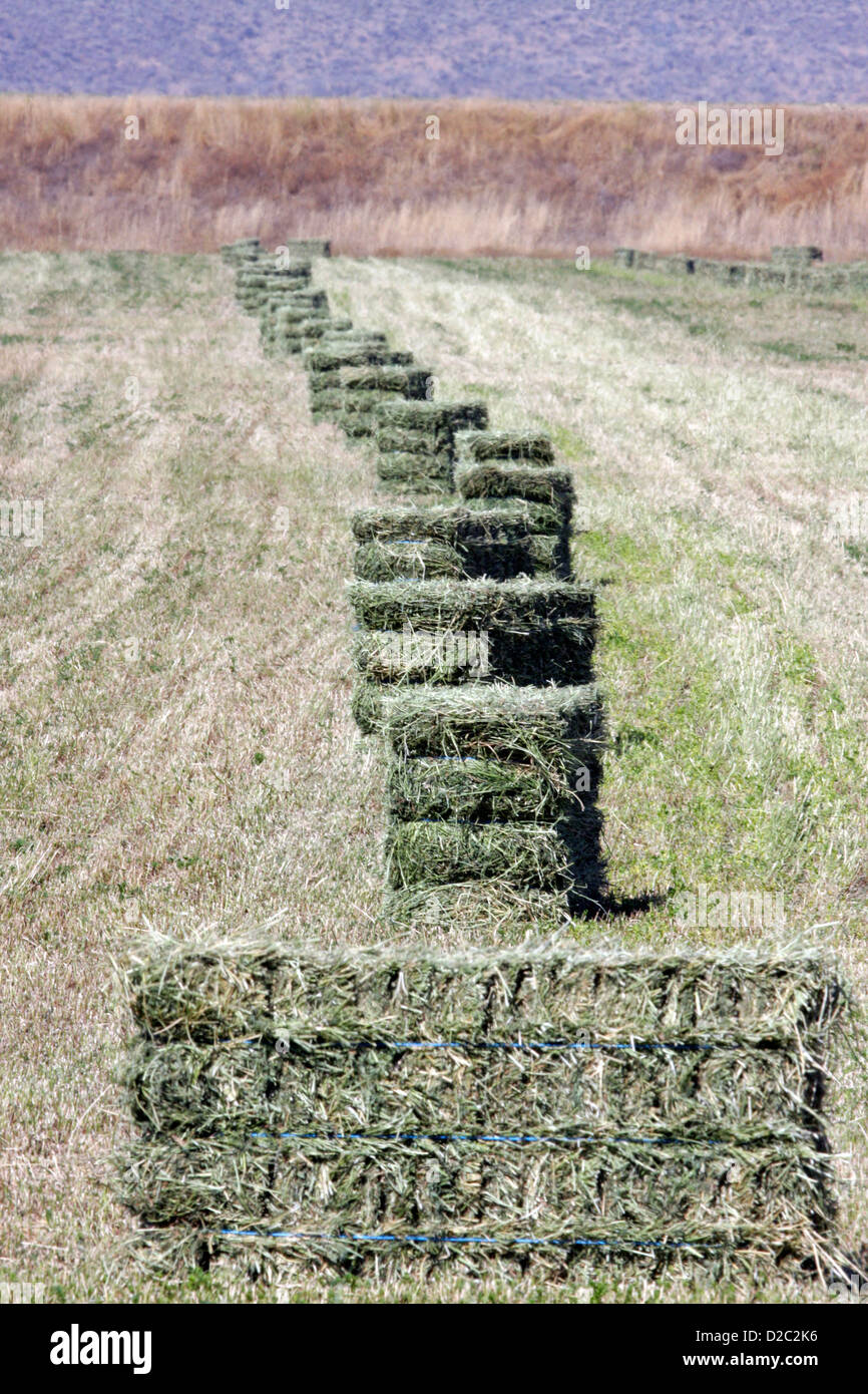 Row feed hi-res stock photography and images - Alamy