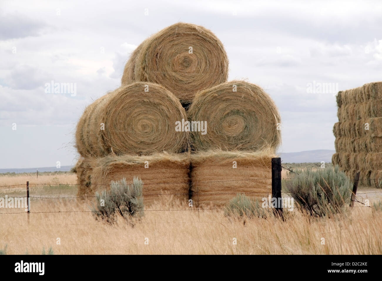 Stack of cows hi-res stock photography and images - Alamy