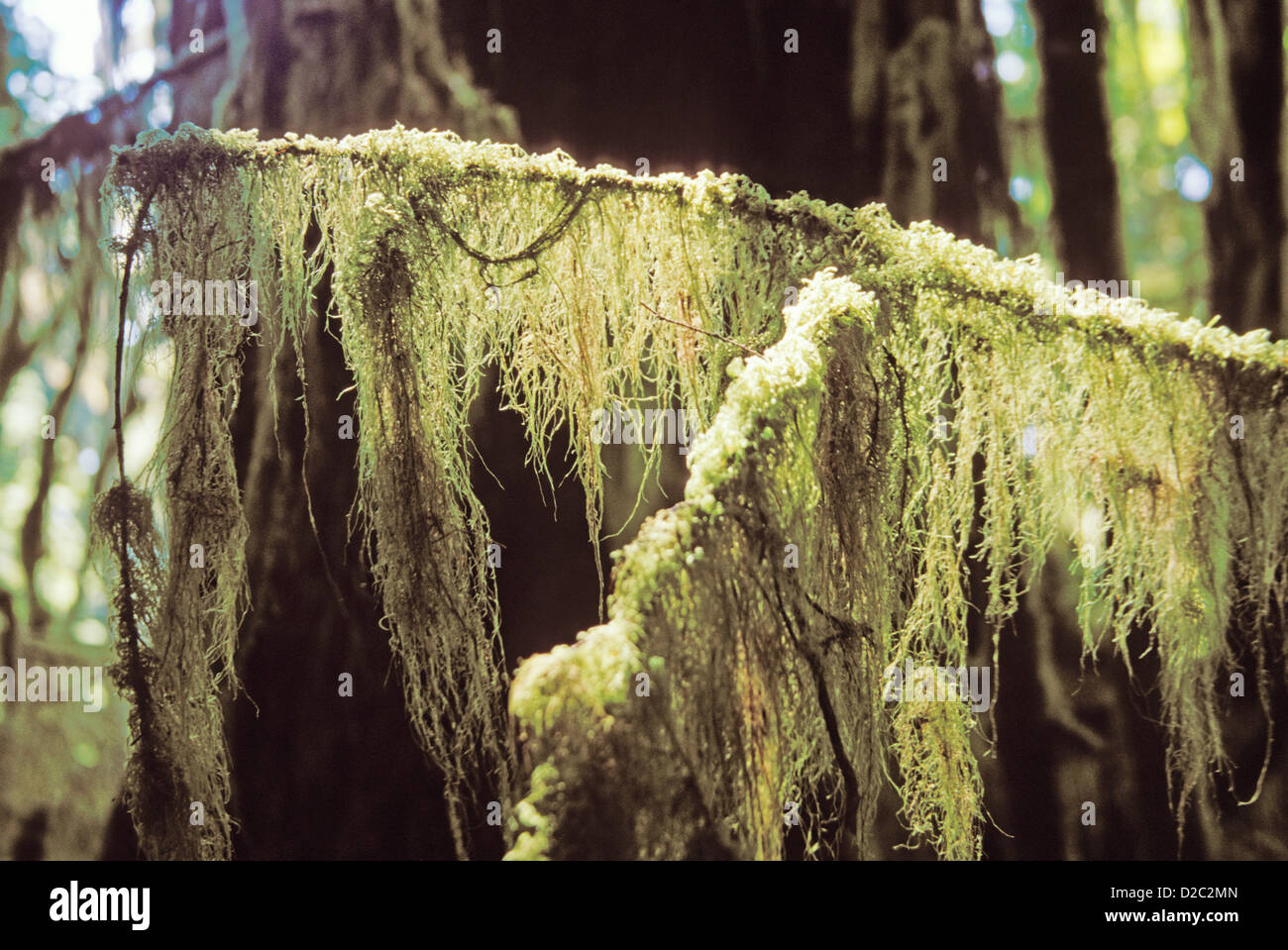 Washington. Rockport State Park. Moss On Evergreen Trail Stock Photo ...