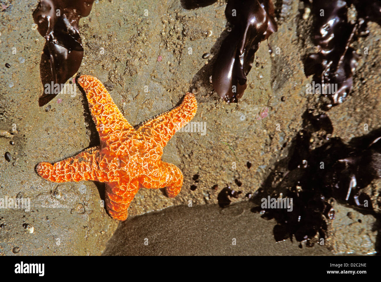 Starfish olympic national park washington hi-res stock photography and ...