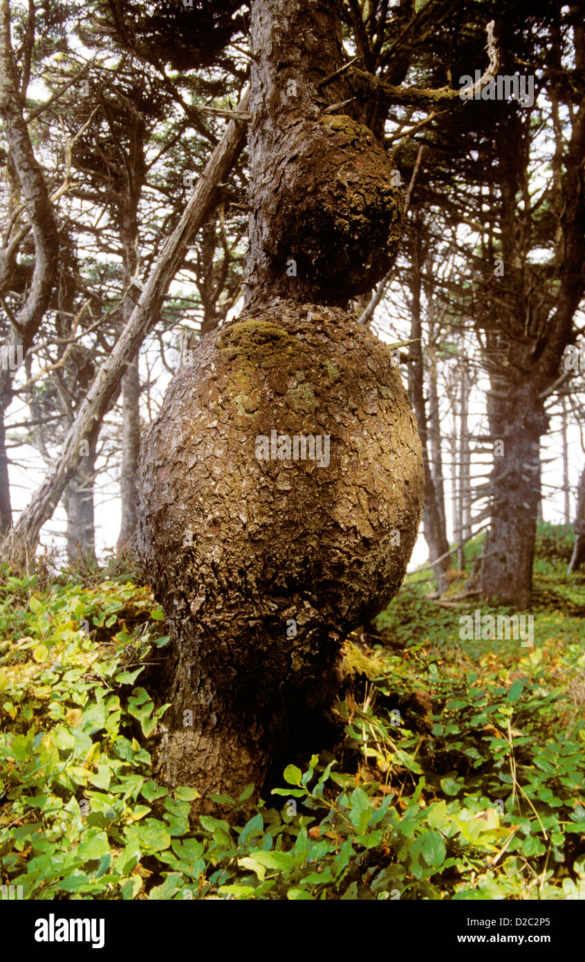 Washington. Olympic National Park. Spruce Burls (Close-Up) At Beach 1 ...