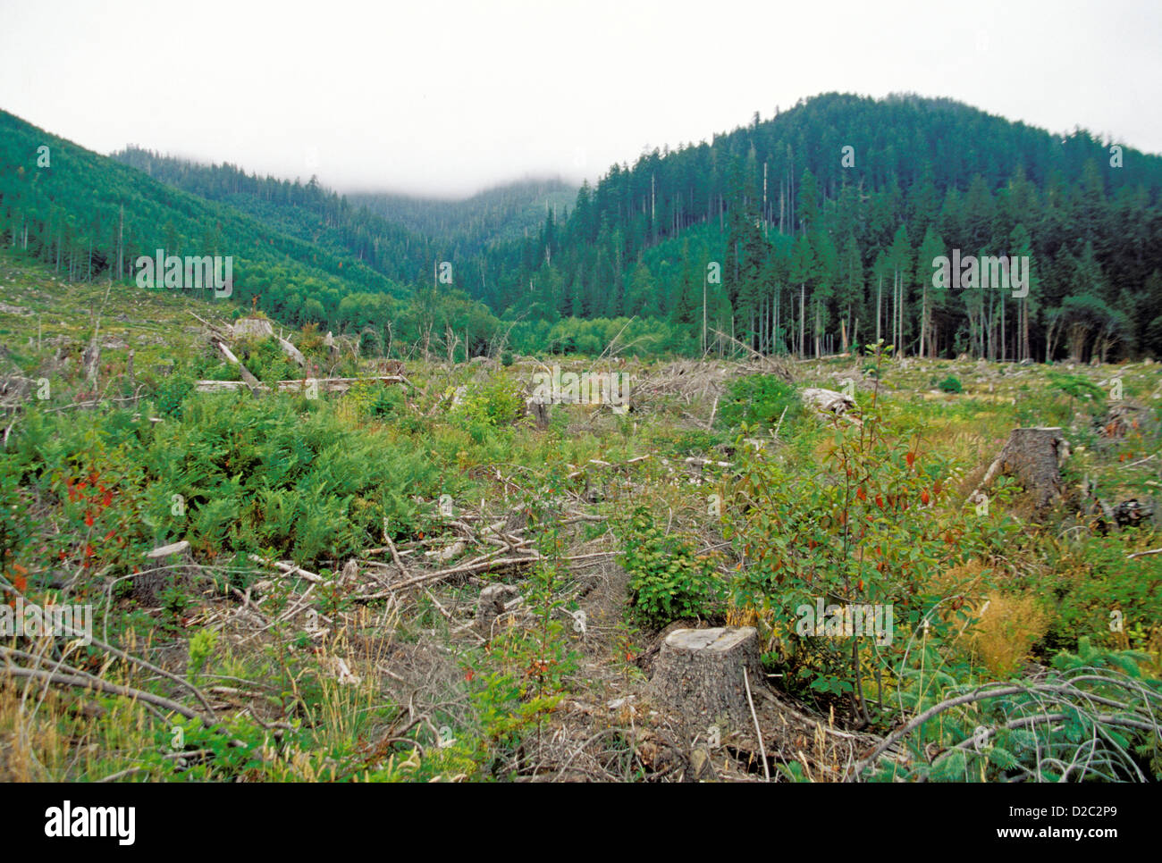Quinault indian reservation hi-res stock photography and images - Alamy