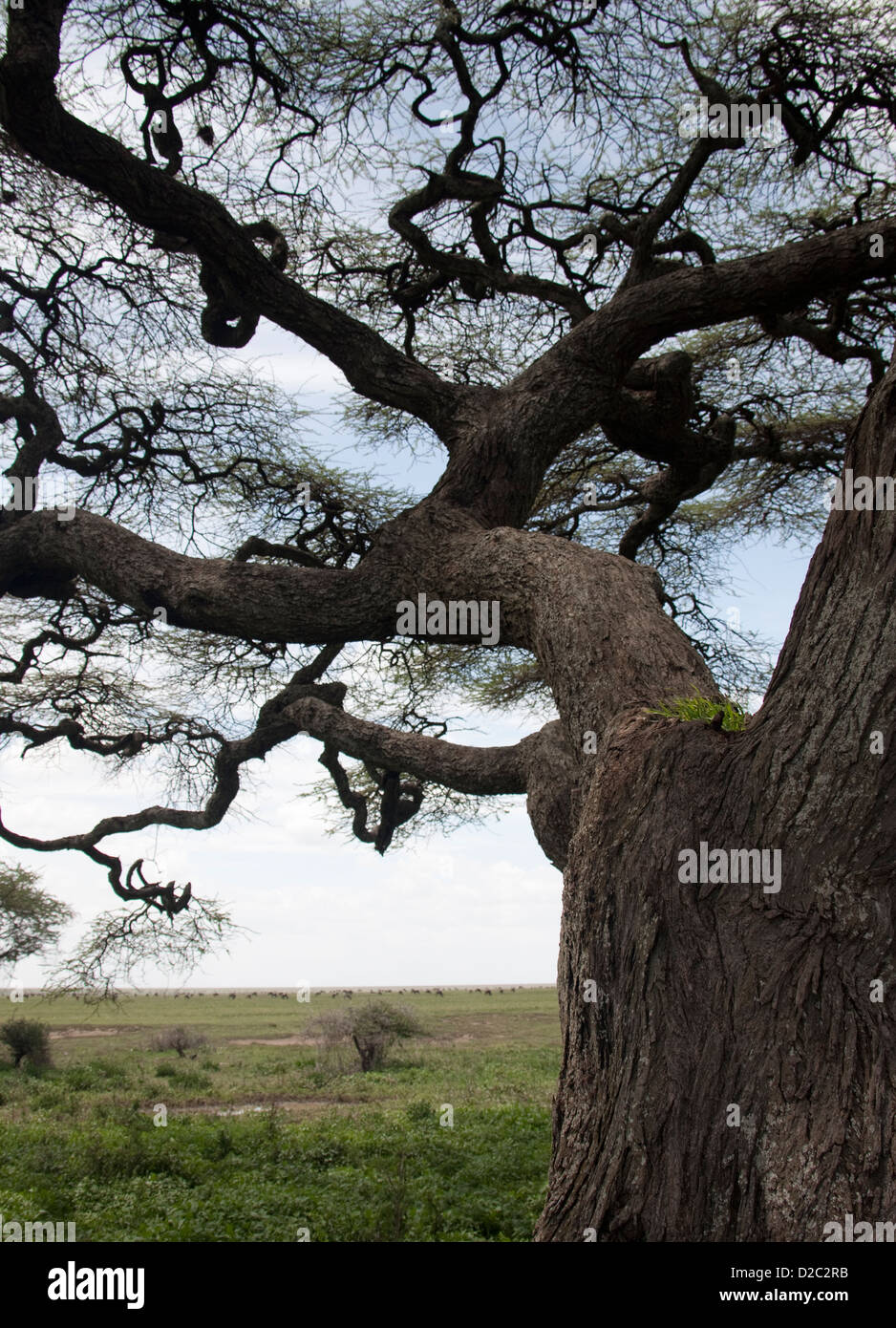Tree limbs hi-res stock photography and images - Alamy
