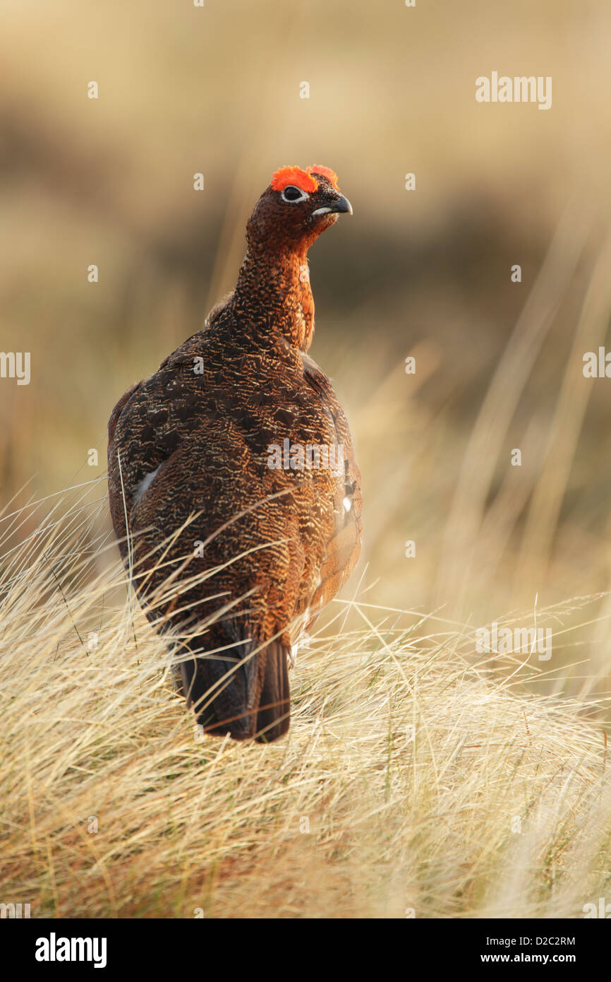 Red Grouse (Lagopus lagopus scotica) male in warm light with eye ...