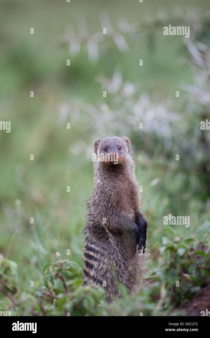 Banded mongoose africa hi-res stock photography and images - Alamy