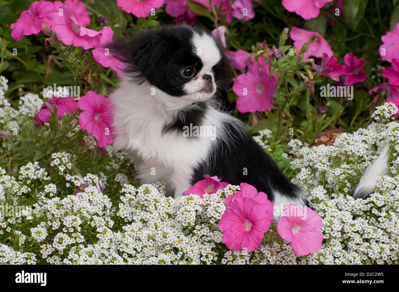 Japanese chin sitting flowers hi-res stock photography and images - Alamy