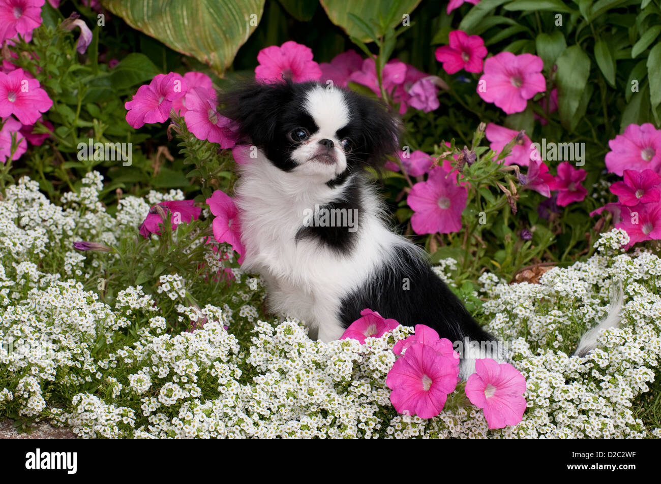 Japanese Chin sitting in flowers Stock Photo - Alamy