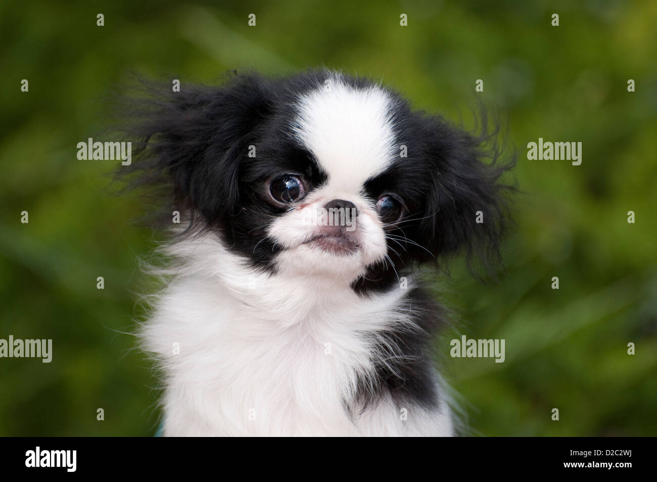 Japanese Chin-head shot Stock Photo - Alamy