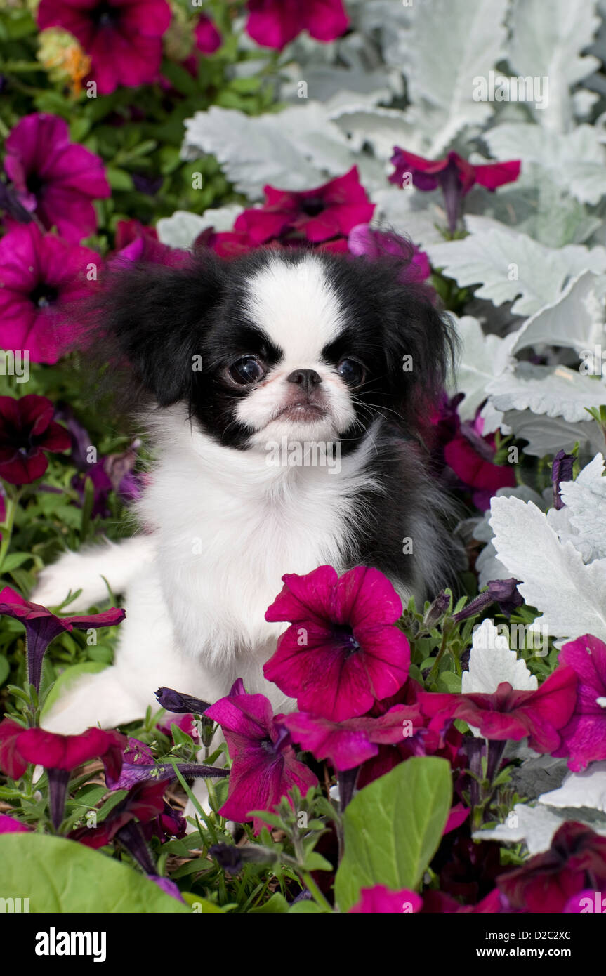 Japanese chin sitting flowers hi-res stock photography and images - Alamy