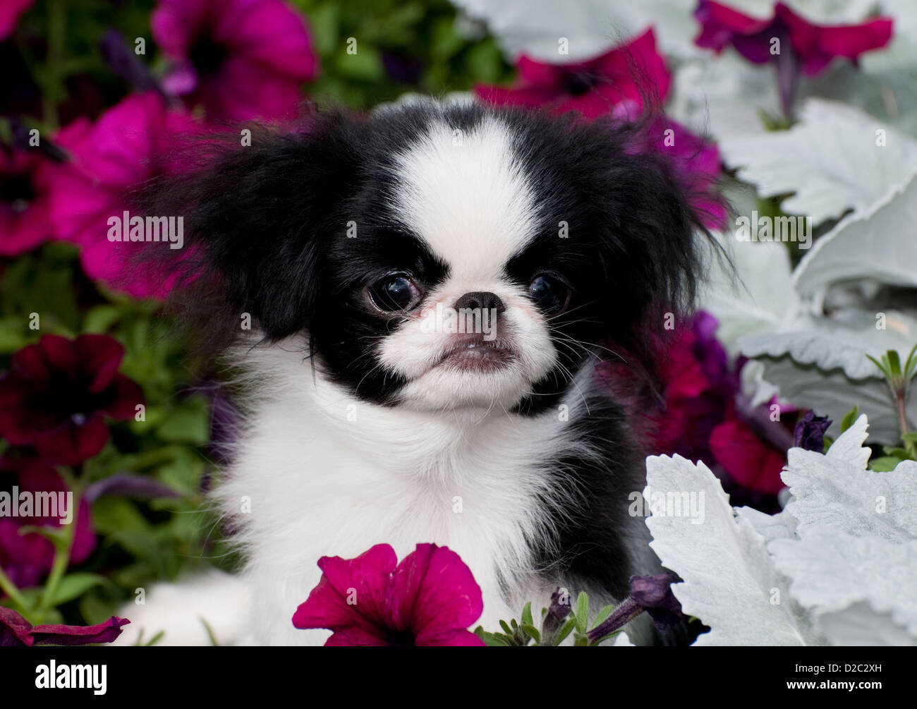 Japanese Chin-head shot Stock Photo - Alamy