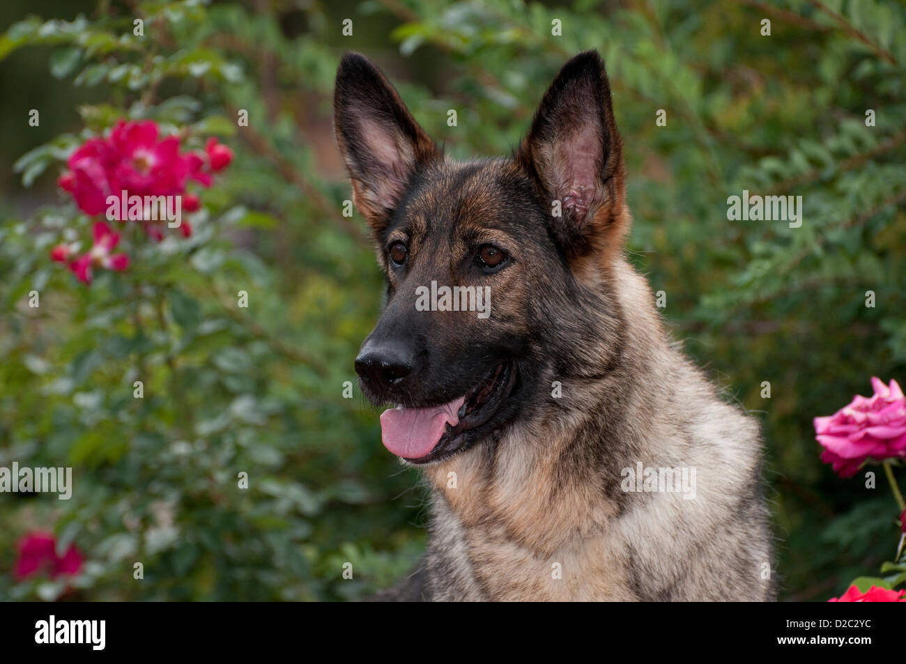 German Shepherd Dog-Head shot Stock Photo - Alamy